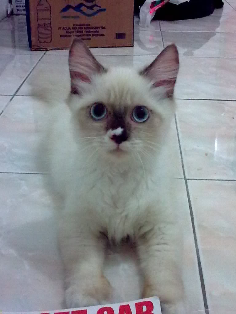 Jual Kucing Sealpoint Himalayan | Hewan Indonesia dan Jual Beli