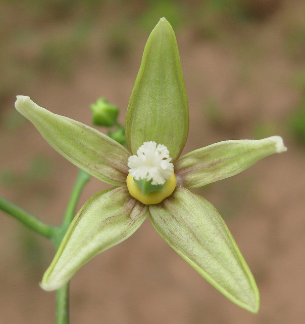 biojojo: Manihot glaziovii M.A. (Singkong Karet)