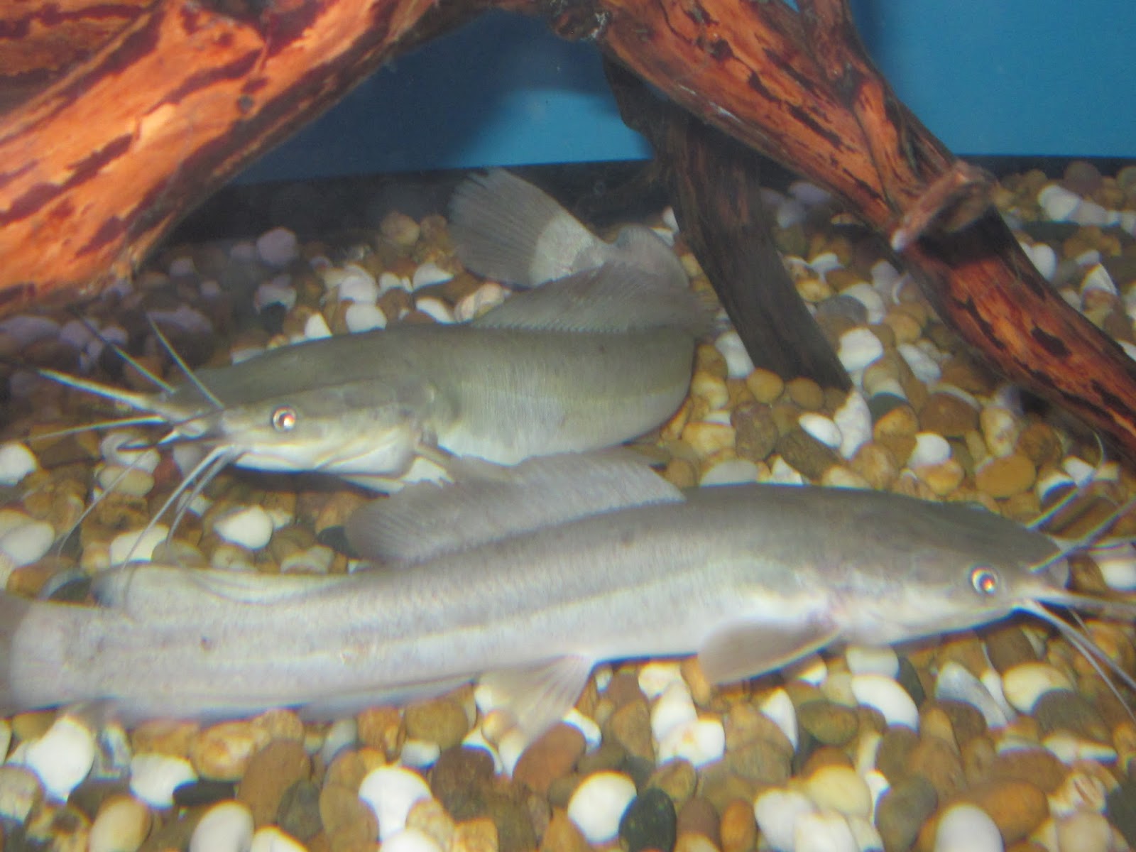 EXOTIC FISHING THAILAND: NETTING PONDS AND FISH ON THE MOVE