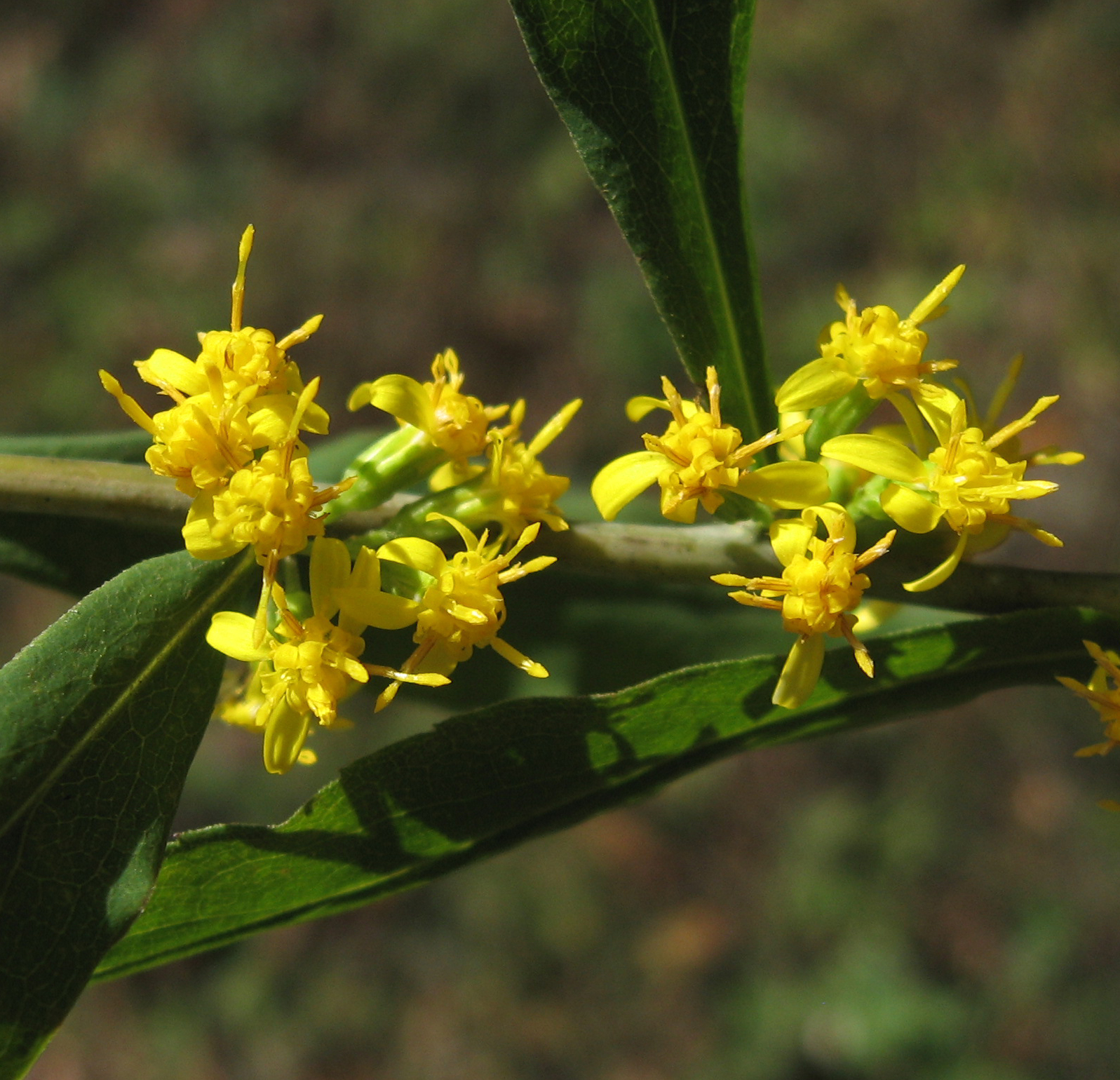 Tangled Web: Getting a Grip on Goldenrods