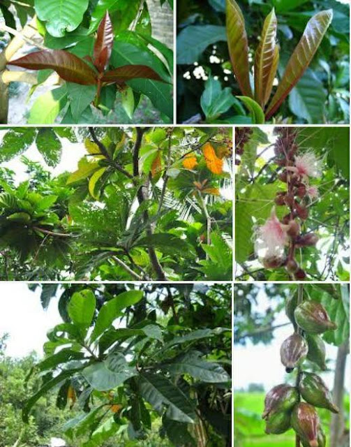 Berkebun Sebagai Hobi: khasiat hebat pokok putat