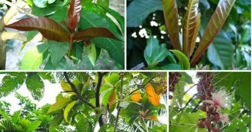 Berkebun Sebagai Hobi: khasiat hebat pokok putat