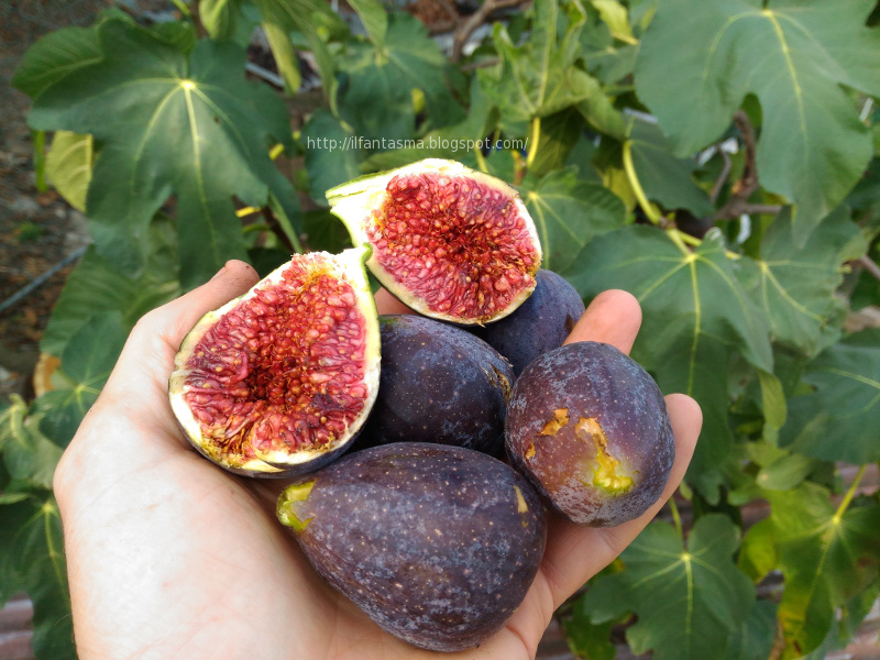 Le avventure della mia fantasia: Talea di fico nero: quarto anno