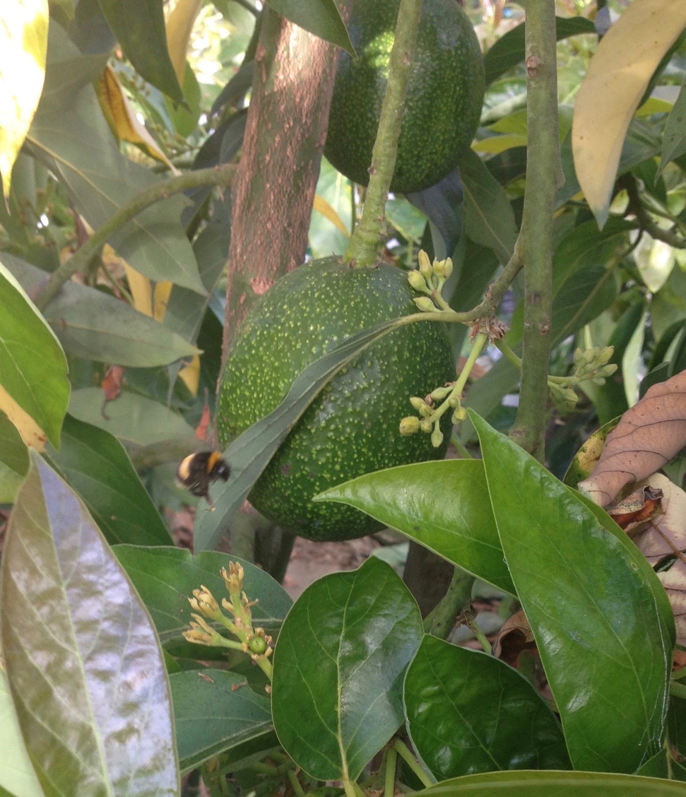 avocado tree growing