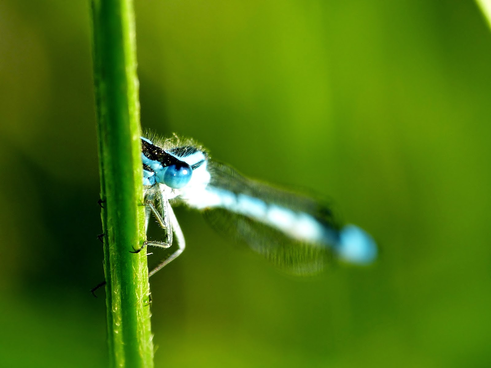 Photos d'insectes: Les Odonates (Libellules et Demoiselles)