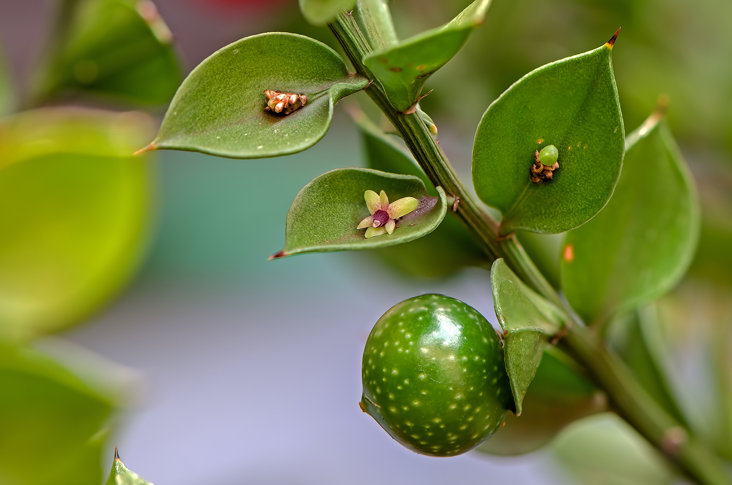Flores y Paisajes de Asturias : Ruscus aculeatus (Rusco)
