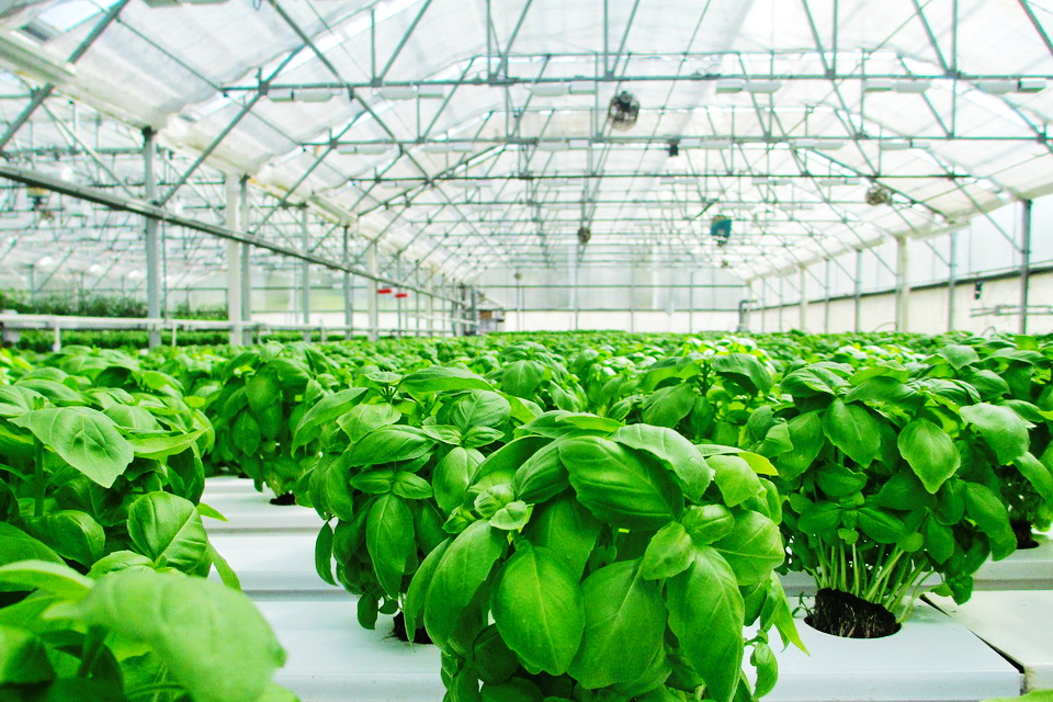 Here Are 7 Ways You Can Build A Greenhouse! ~ Hydroponics - Soil-less ...