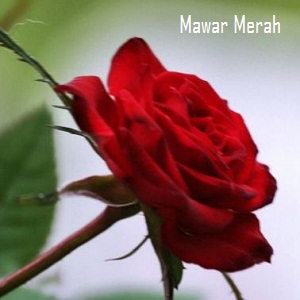 BUNGA MAWAR - GANESHA FLORA