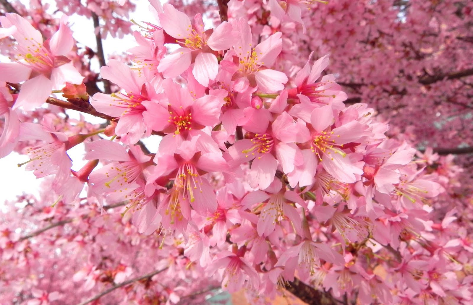 Let Your Light Shine: A Blossoming Friendship