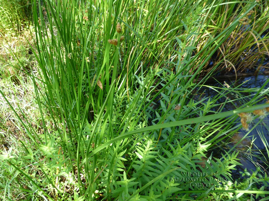 サンカクイ Triangular Club-rush-水元公園の生き物