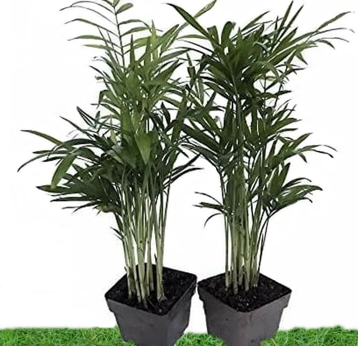 Tanaman Hias Palem Bambu