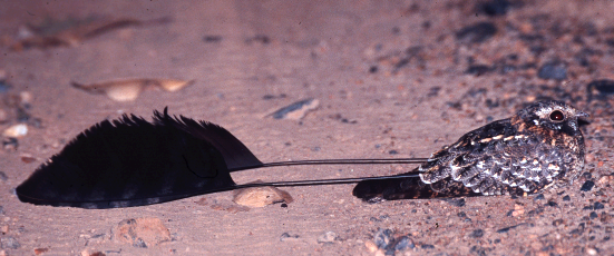 World Bird Sanctuary: Really Weird Birds: Standard-winged Nightjar