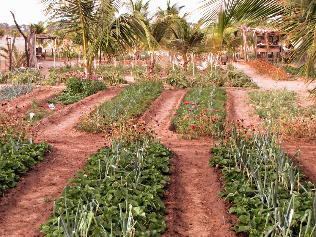 PASSIONS SUD: UNE BELLE AVENTURE BIO AU SENEGAL