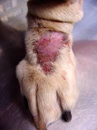 The Dog Dame: Common Issues Affecting Dog Skin