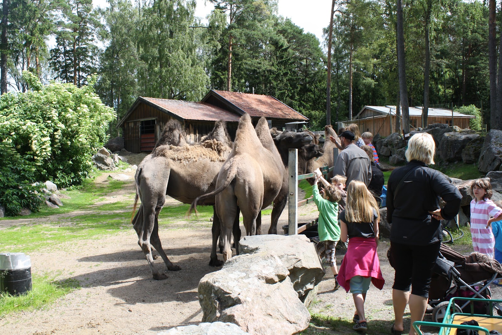 Stora och små drömmar ♥: Furuvik