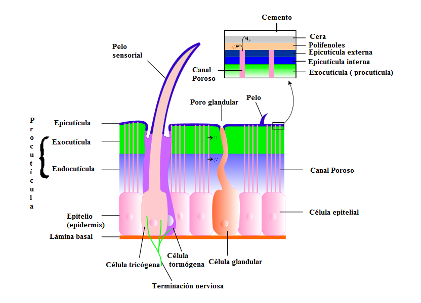 Hidrocarburos cuticulares en abejas: Introducción