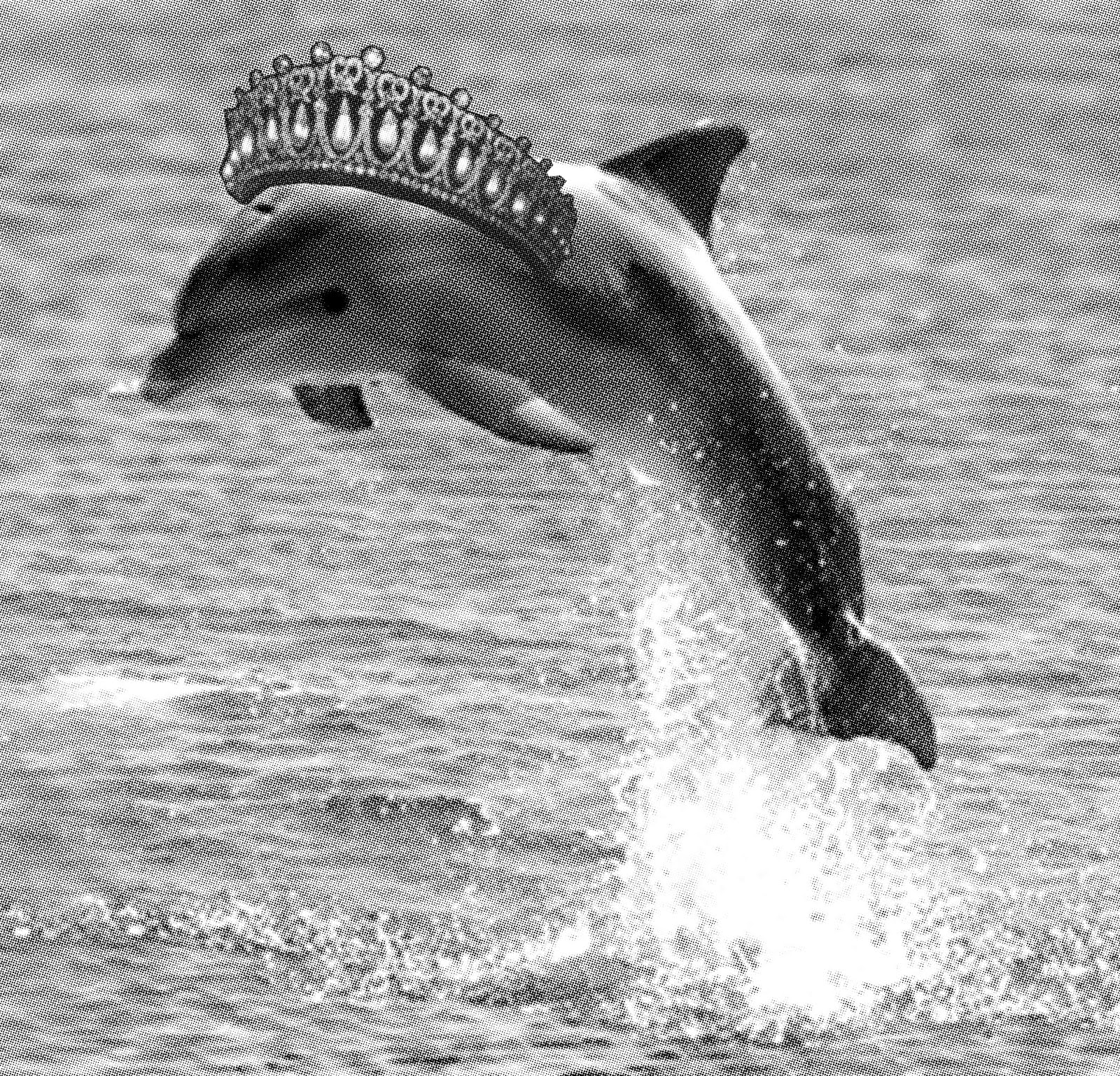 slopgroveller: dolphin princess