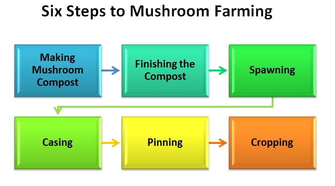 Six Step to Mushroom Farming | Agriculture