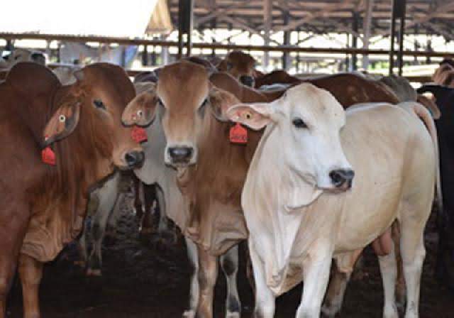 Harga Terbaru Jenis Sapi Bali, Madura, PO dan Sapi Lokal Lainnya Jelang ...