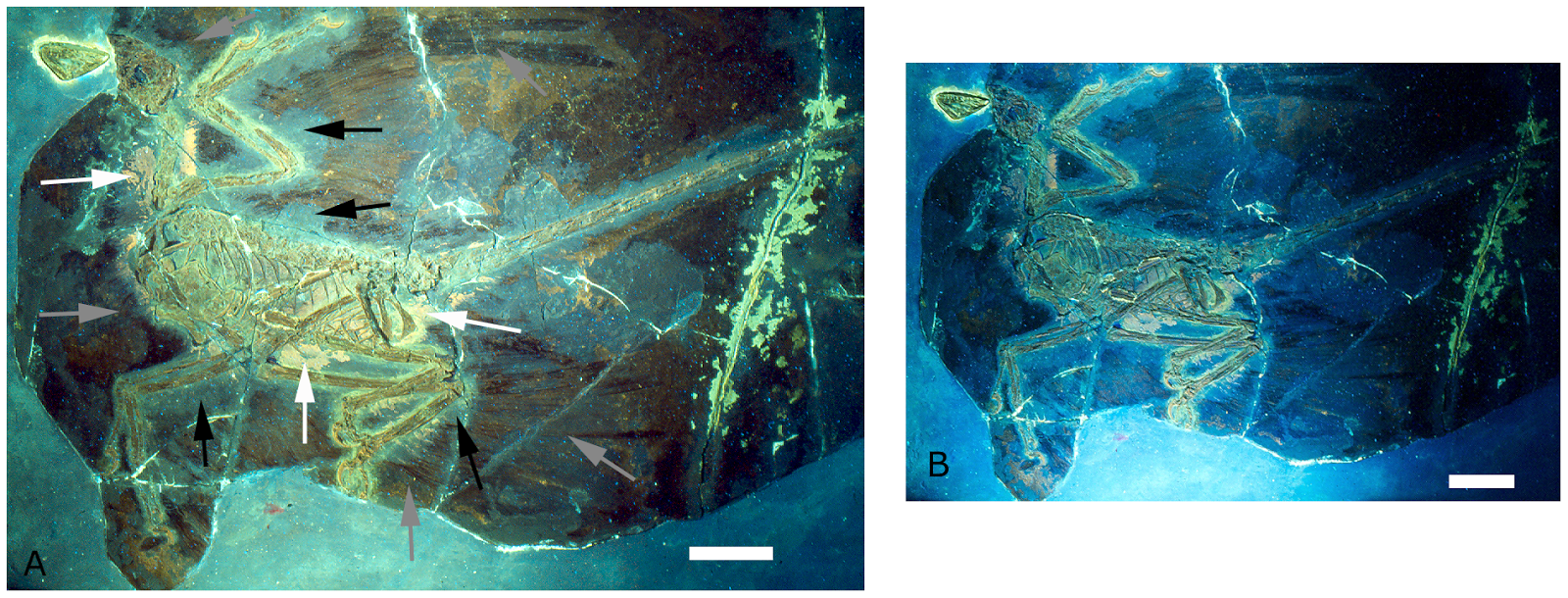 Fossil River : The Extent of the Preserved Feathers on the Four-Winged ...
