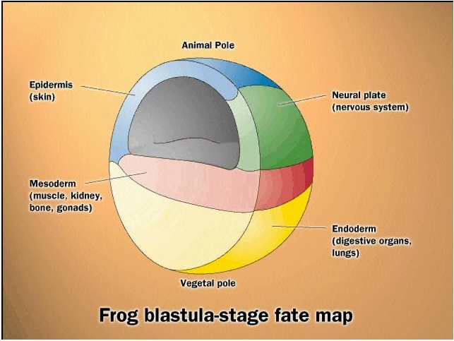 Perkembangan Katak: Blastulasi pada Katak