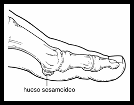 Morfofisiologia - Osteologia: abril 2014