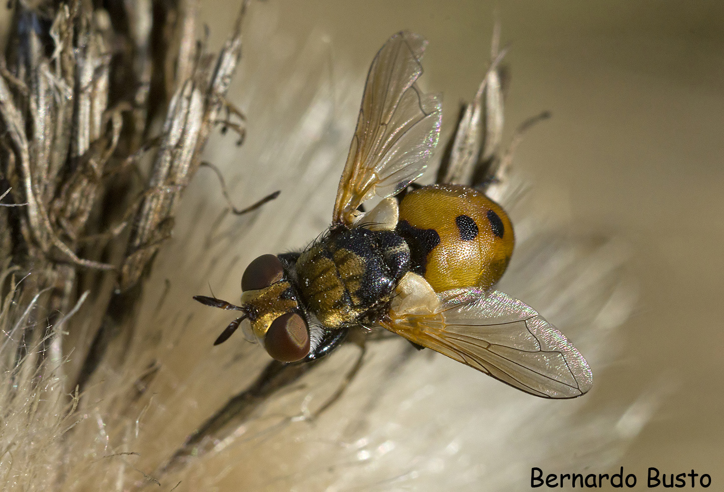 RÍA DE LA VILLA: Una pequeña mosca