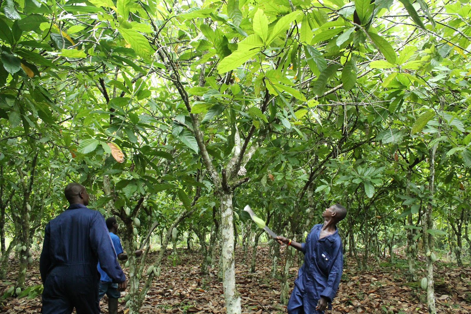 Dipa's Daily Dumplings: Theobroma Cocoa, The Food of the Gods