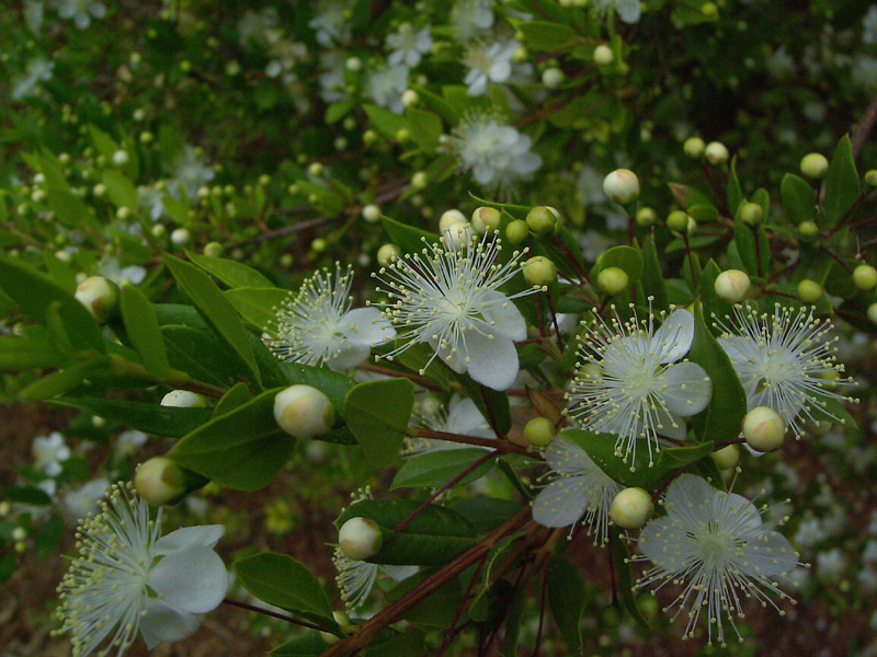 Okwuma: Ulei descongestionant cu mirt, iasomie si tea tree