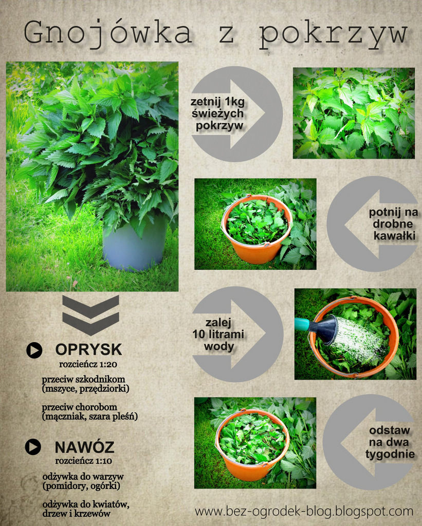Gnojówka z pokrzyw - płynne złoto ogrodników | BEZ OGRÓDEK | blog ...