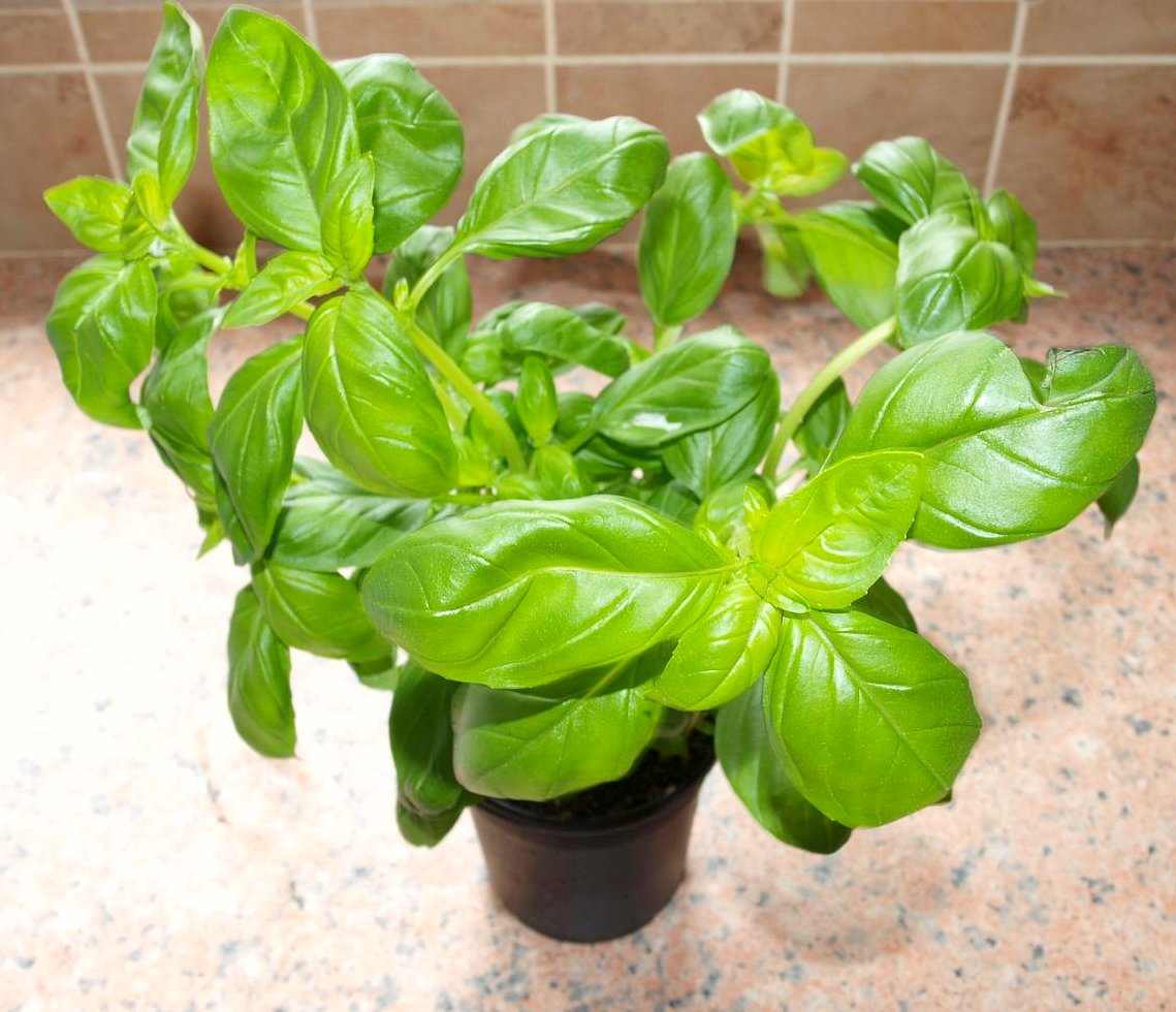 Mark's Veg Plot: Herbs