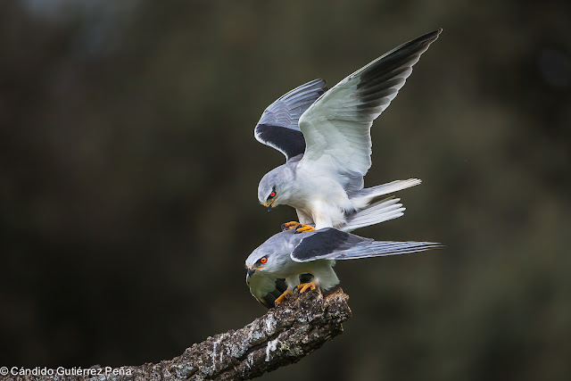 ELANIO AZUL - Elanus Caeruleus | Observatorio de la Naturaleza