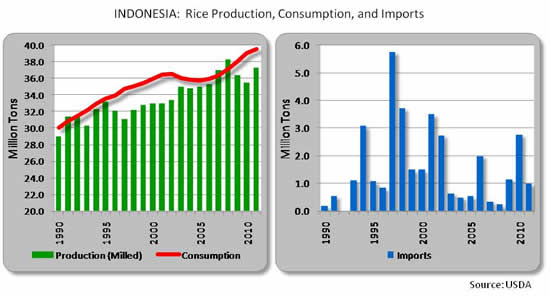 World rices: Cultivating rice in Indonesia