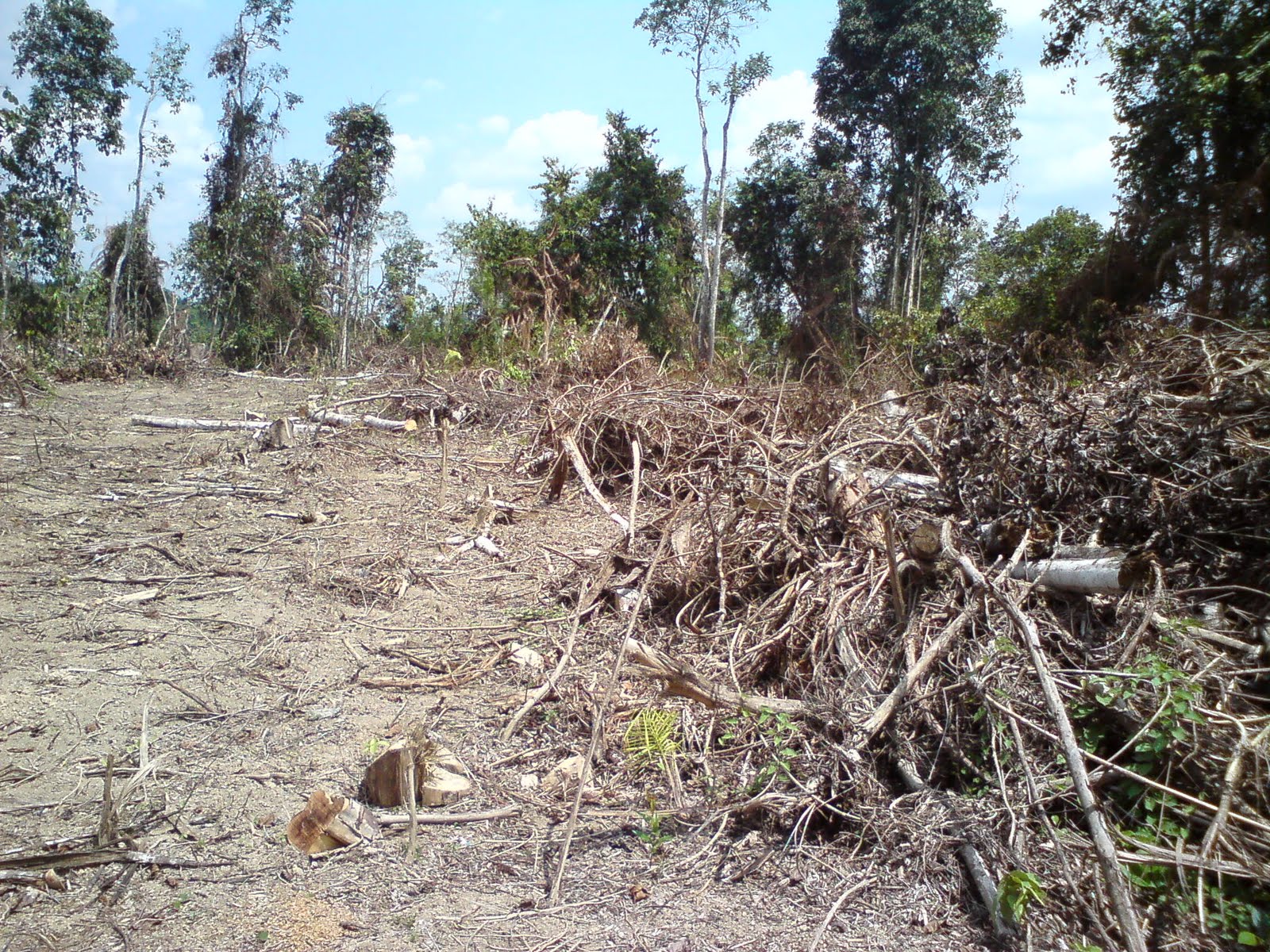 DUSUN ABAH (Teknikal Tanaman Tebu Telor): Keperluan asas sebuah ladang tebu