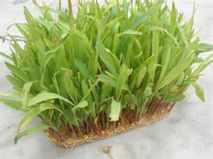 (FVH) forraje verde hidroponico : antecedentes