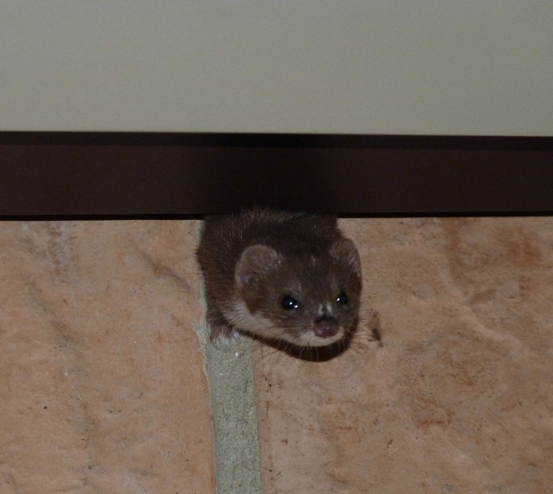 Axe Birding: There's A Weasel In The Front Room!