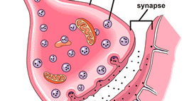 AQA A-LEVEL: Biopsychology - Function of Neurons