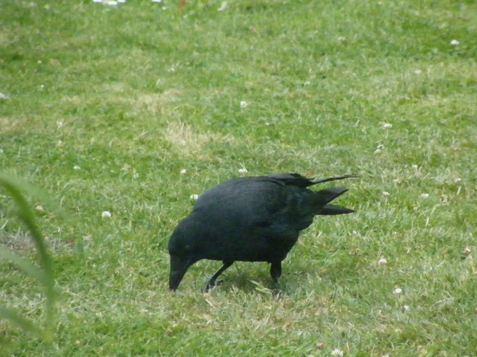 Hillingdon Wildlife: The crow that thinks it's a woodpecker