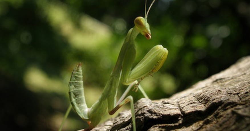 10 SERANGGA PREDATOR