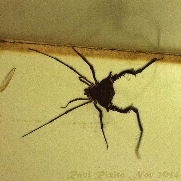 Qual o bicho que come Aranha?