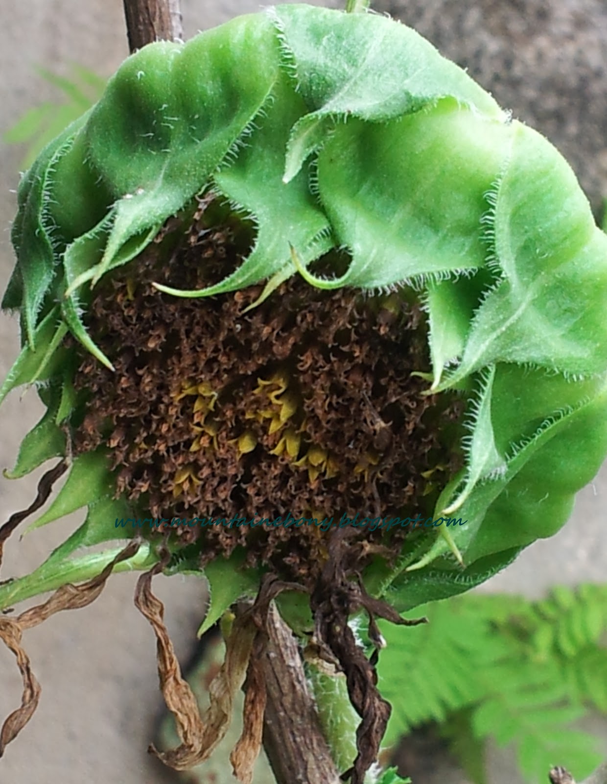 "SUKA SUKA ": Kudup Bunga Matahari Lagi