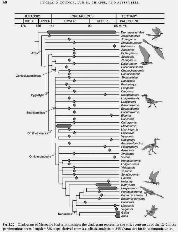 Birds To Dinosaur: Cladogram of Mesozoic Bird Relationships