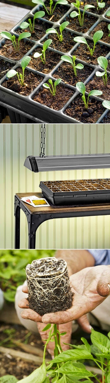 Starting plants from seeds - all-garden-world