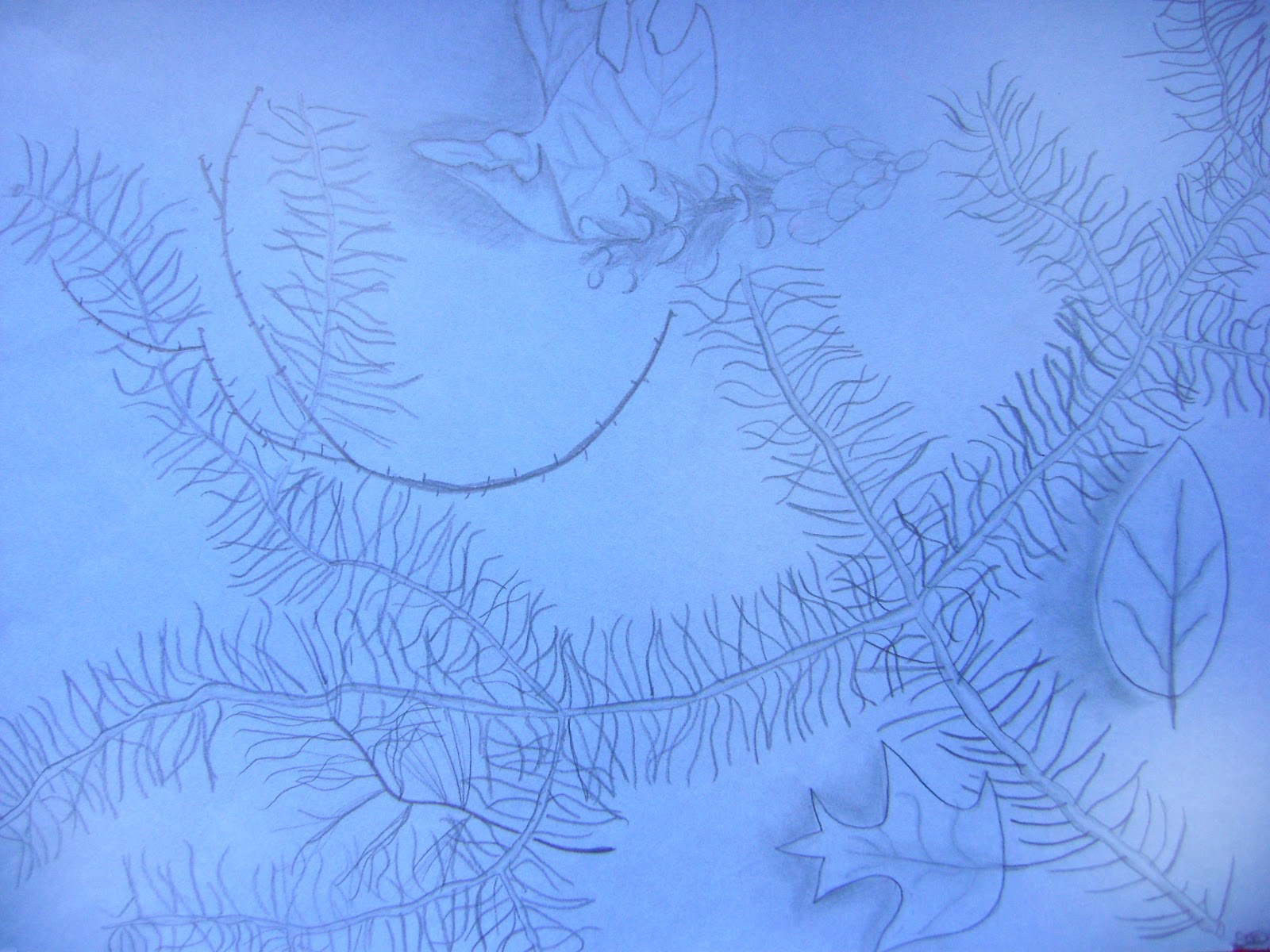MCS ARTROOM: Leaf Value Drawing by Advanced Art Students