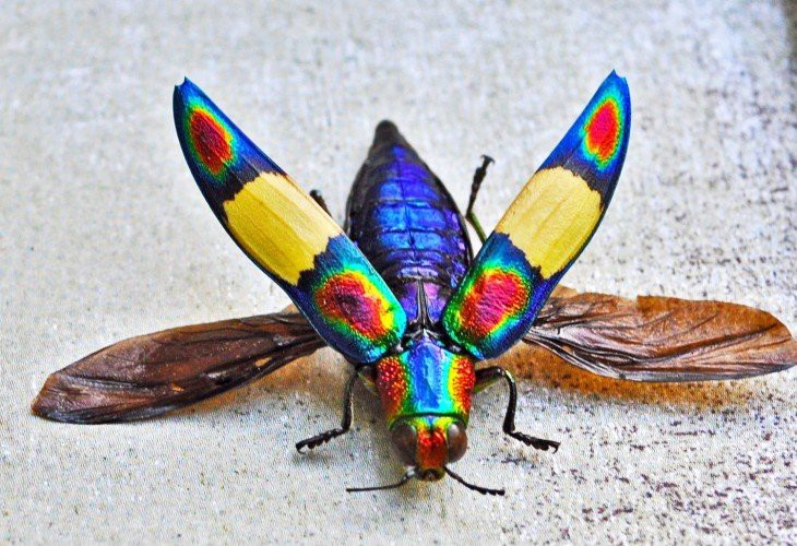 The Jewel Beetle © Insect Love
