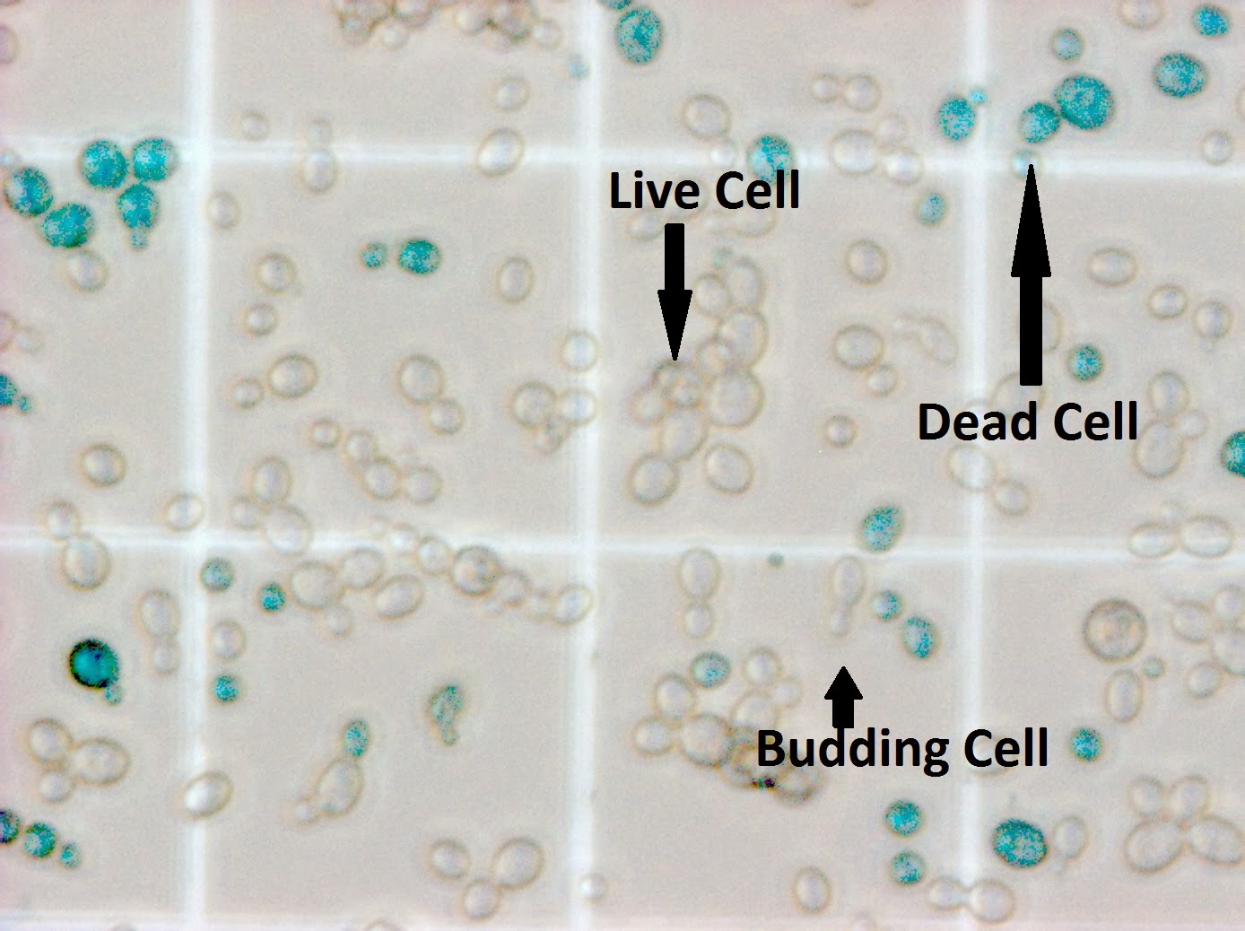 Microbe Brewer Yeast Cell Counting And Viabilty Hemocytometer