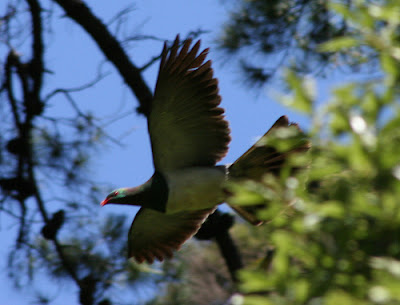HOW IN THE WORLD!!: Another Nudging Bird... A Kereru Strike and The ...