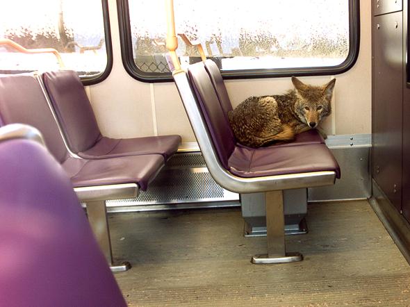 White Wolf : Extraordinary Scenes: Unusual Animals Riding On The Subway