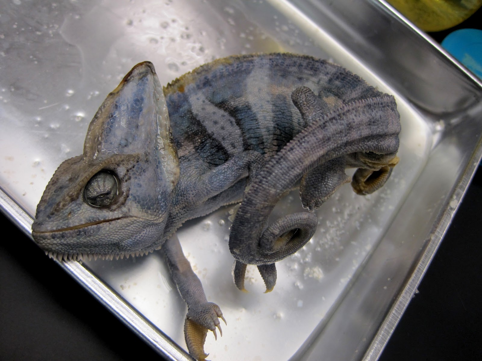 Biology of the Reptilia: Lab 5: Lepidosauria Part 1: Sphenodontida and ...