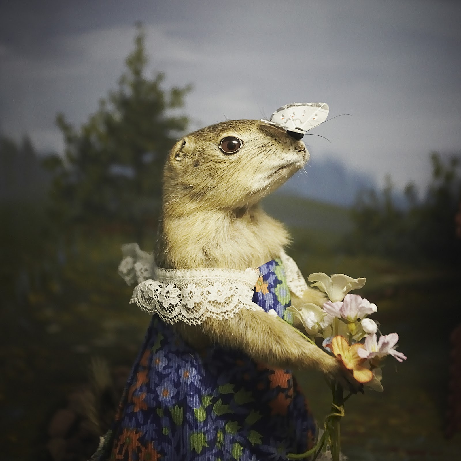 seriously feiler: Torrington, Alberta "A Hamlet of Gophers"